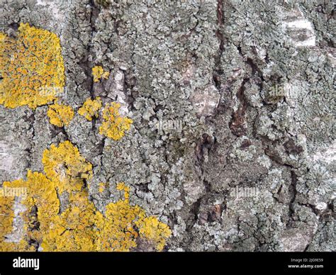 Birch Bark Tree Structure Background From The Bark Natural Pattern Lichen On A Tree Stock
