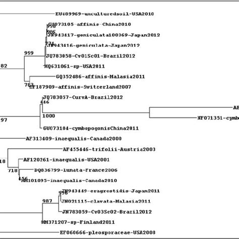 Nj Tree With Bootstrap Values And Genetic Distance Scale Of 001
