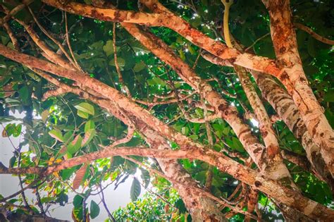 Tree Branch Background Stock Image Image Of Fall Fresh 288305219