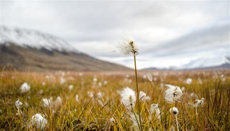 Arctic Grass 8 Hundred Arctic Cotton Grass Royalty Free Images Stock