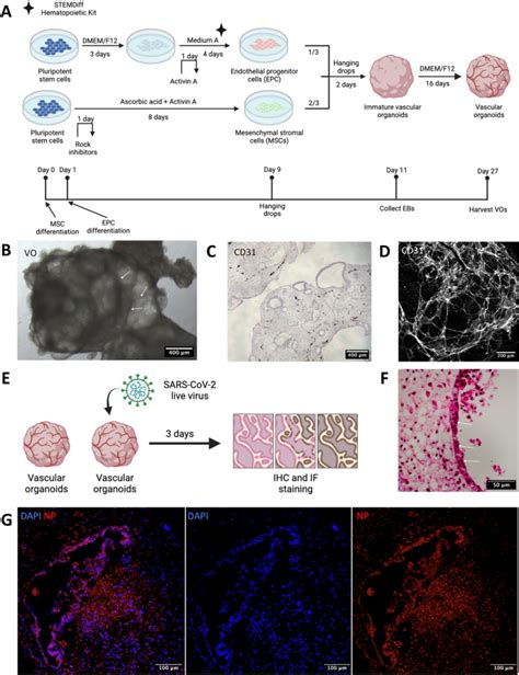 Sars Cov 2 感染激活血管免疫类器官中的炎症巨噬细胞 Scientific Reports X Mol