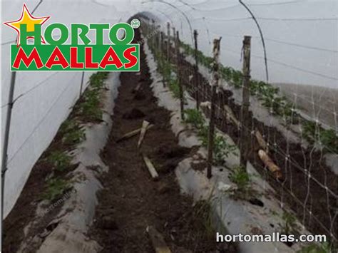 Tomato Netting 2 Hortomallas™ Supporting Your Crops® Tomato Netting 2 Hortomallas™ Supporting Your Crops®