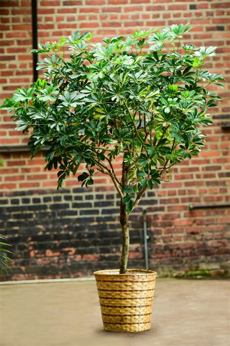 Giant Schefflera Plant