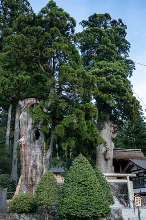 久津八幡宮の夫婦スギ雌杉 巨木の世界