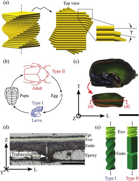 A Schematic Representation Of The Helicoidal Architecture B A
