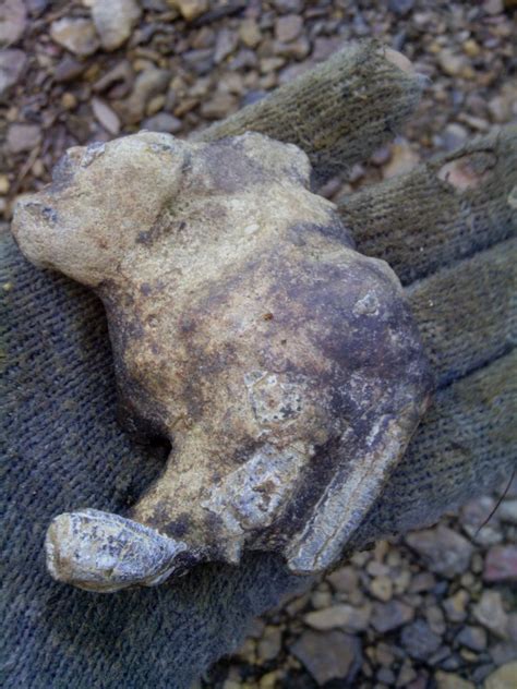 Cretaceous Crab Member Collections The Fossil Forum