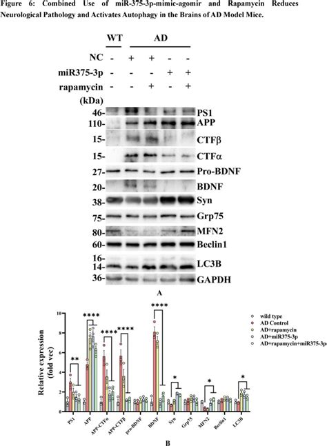 Mirna375 3prapamycin Mediates The Mtor Pathway By Decreasing Ps1