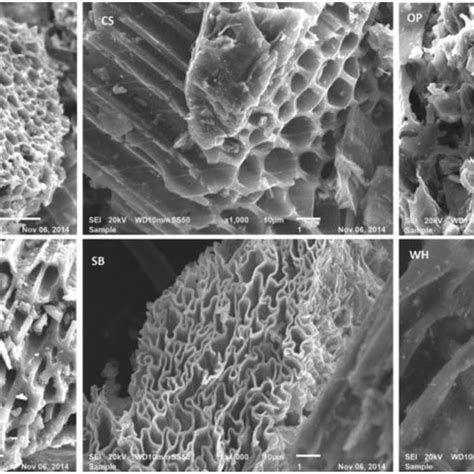 Scanning Electron Micrographs Of The Biochar Samples At Magnifications Download Scientific