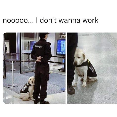 Nooooo I Don T Wanna Work Funny