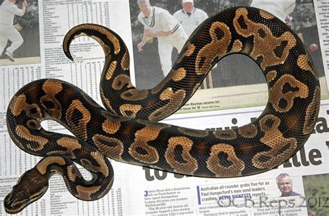 Se England 2012 Royal Python Morphs Including Combos Reptile Forums