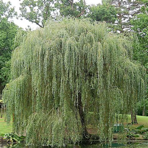 Dwarf Weeping Willow