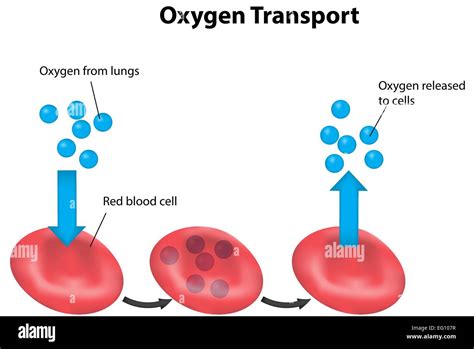 Labeled Oxygen Transport Diagram Stock Vector Art And Illustration Vector Image 78698139 Alamy