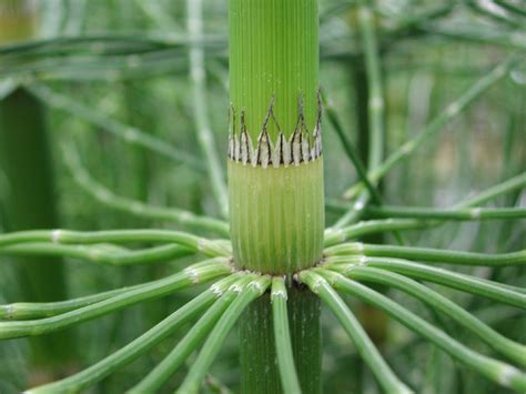 Equisetum Giganteum Equisetaceae Image 4349 At