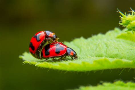 Can Ladybugs Transmit STDs Understanding The Risks And Realities What S That Bug