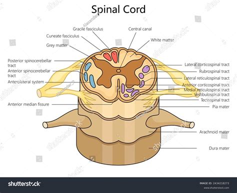 Human Spinal Cord Structure Vertebral Column Stock Vector Royalty Free 2434218273 Shutterstock