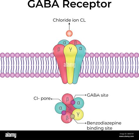 Gaba Receptor Structure And Function Design Vector Illustration Stock Vector Image And Art Alamy