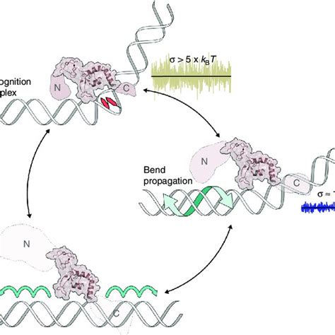 Working Model Of Xpa Linear Diffusion On Dna Fast Search Long Range
