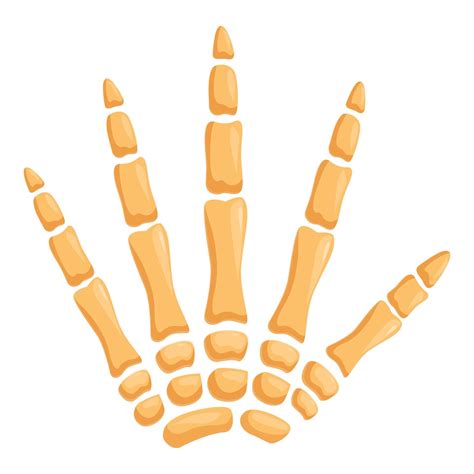 Human Hand Bones Showing Metacarpus And Phalanges Anatomy 55272819 Vector Art At Vecteezy