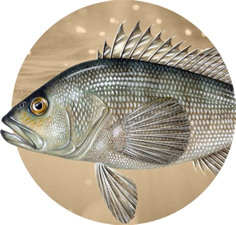 Black Sea Bass Species Management Overview Atlantic States Marine