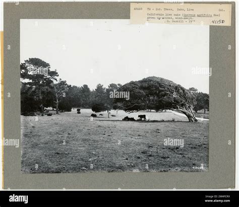 Tree Identification Oak California Live Photographs Relating To