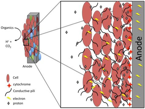 Microbial Fuel Cell