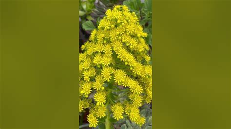 아름다운 다육이 흑법사 청법사 등 법사님들 꽃 다육이 꽃이 이리 이쁘다니요~ 😍 Youtube