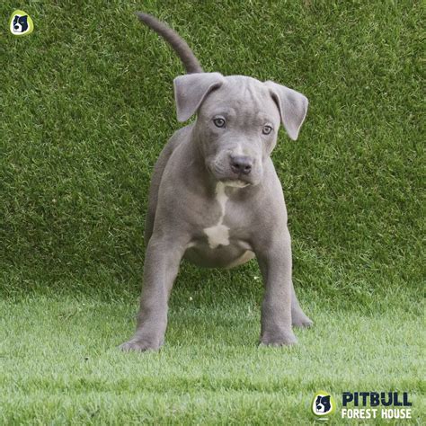Blue Nose American Pitbull Terrier