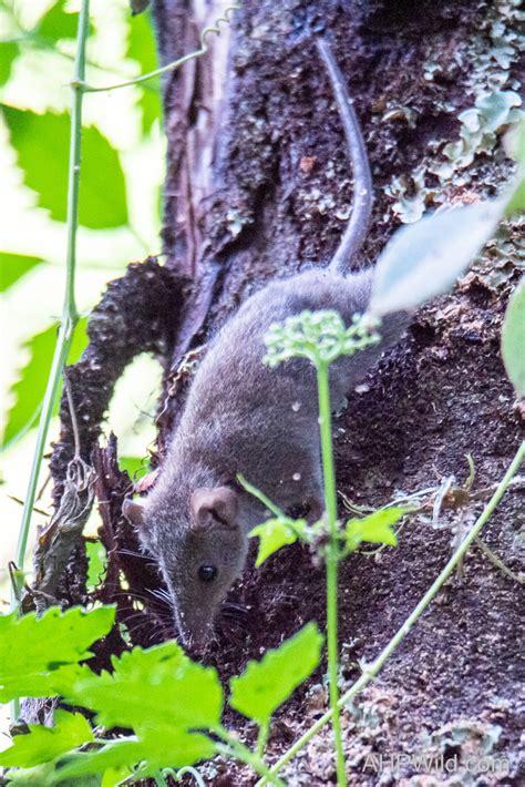 Subtropical Antechinus Ahp Wild
