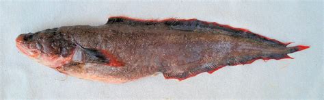 Red Brotula Mexico Fish Birds Crabs Marine Life Shells And