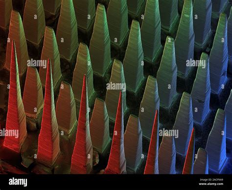 MEMS Neural Interface Chip Coloured Scanning Electron Micrograph Of An