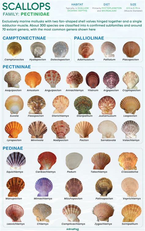 Scallop Eyes And Teeth