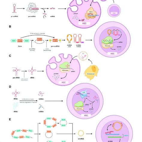 Hsc Homeostasis Is Regulated By Small Non Coding Rnas A Mirna