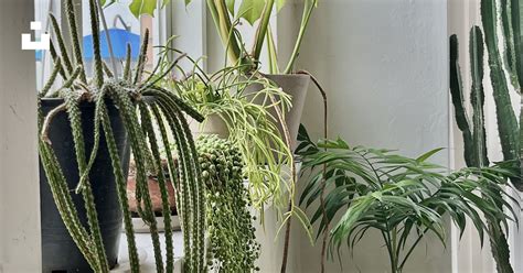 창문 옆에 화분에 심은 식물로 가득 찬 창틀 사진 Unsplash의 무료 창 이미지