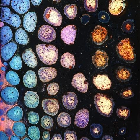 Staining And Observing Tissue Samples Under A Microscope Premium Ai