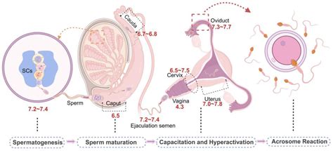 Ph Homeodynamics And Male Fertility A Coordinated Regulation Of Acid