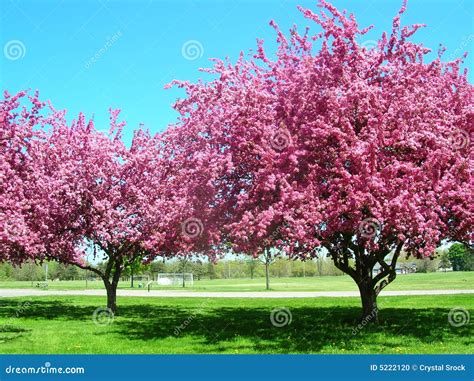 Pink Trees In Bloom Stock Photo Image 5222120
