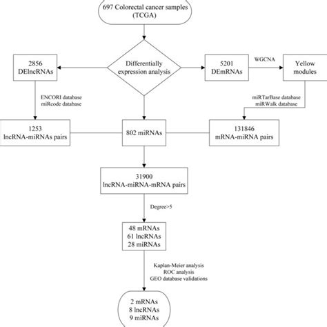 Differential Expression Analysis Of Mrna And Lncrna In Tcga Colorectal