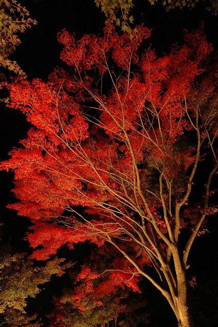 Art Beautiful Pictures Chinese Maple Tree
