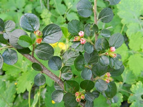 Identifying Cotoneasters James Common