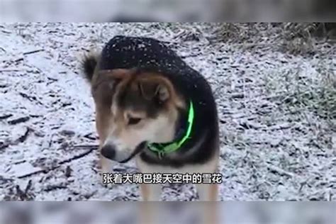 牛第一次见到雪竟然把头伸出窗外吃雪花 像极了小时候的自已 雪花 自已 小时候