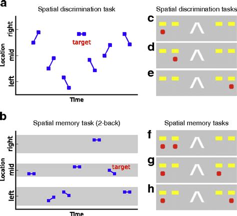 Figure 1 From Task Dependent Activations Of Human Auditory Cortex During Spatial Discrimination