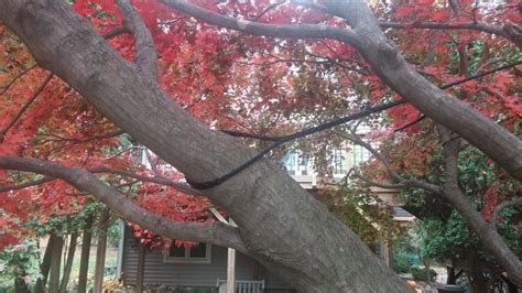 Tree Cabling Centurion Tree Experts Glen Arm MD