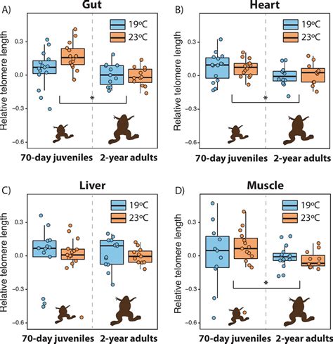 Telomere Dynamics In Maturing Frogs Vary Among Organs Biology Letters