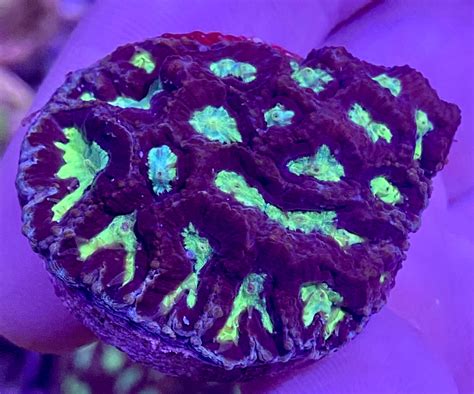 Frag Einsteins Brain Platygyra Carolina Aquatics