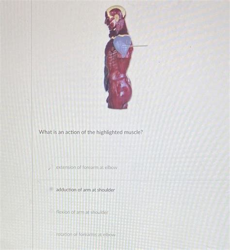 Solved Sa What Is An Action Of The Highlighted Muscle