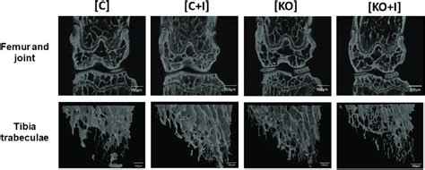 micro ct scans showing bone status from femur and tibia evaluation of