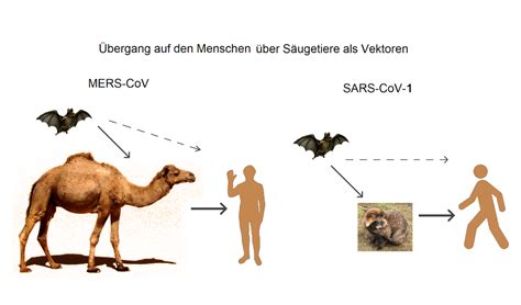 [의학] 중동 여행했다면 반드시 검사를 중동 호흡기 증후군 메르스 이란ㅣ밸류체인타임스 밸류체인타임스 건강