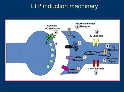 Ppt The Biochemistry Of Ltp Induction Powerpoint Presentation Free Download Id3377618