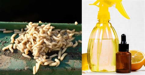 Cómo Eliminar Los Gusanos Blancos De La Cocina Y El Bote De Basura Para Siempre Salud180