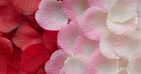 빨간색 바탕에 분홍색과 흰색 꽃의 무리 사진 Unsplash의 로맨틱한 이미지